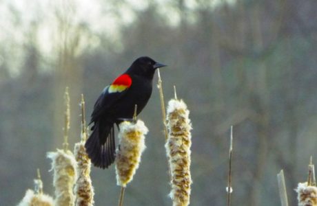 Watching for birds in Western PA – Keystone Edge
