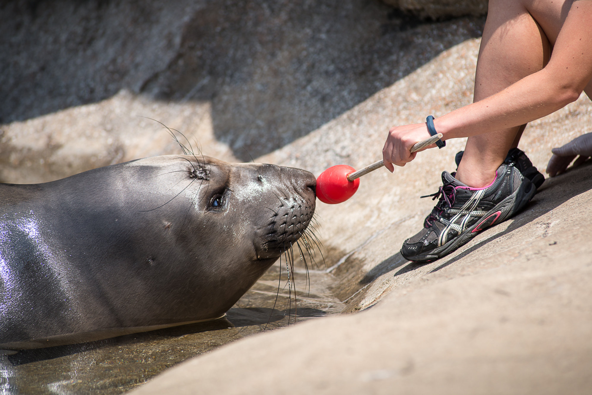 Pennsylvania zoos save animals here and across the globe - Keystone ...
